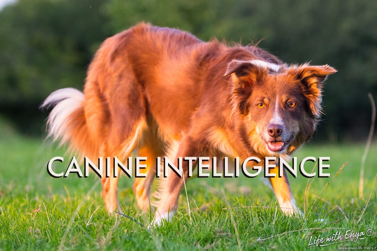 Canine intelligence - why do researchers underestimate it?